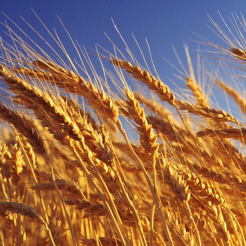 Пшеница в мешках