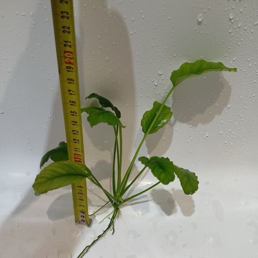 Анубиас аквариумное растение