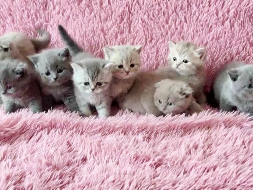 Британские котята