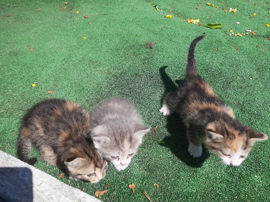 Отдам. Серый кот и 2 кошки