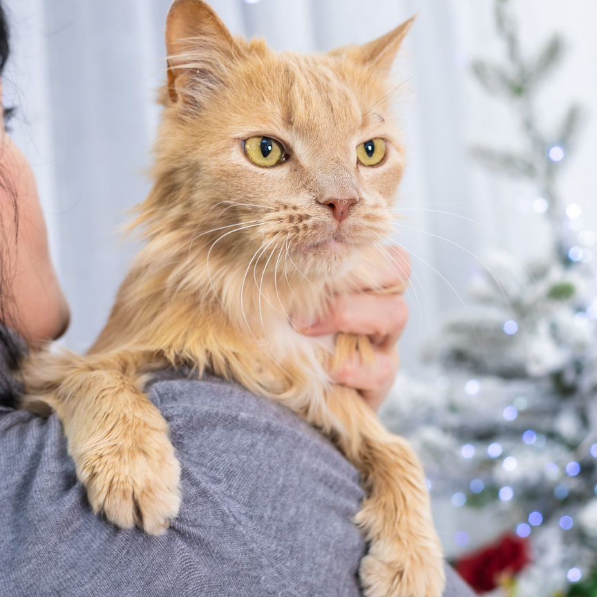 Добрый рыжий кот