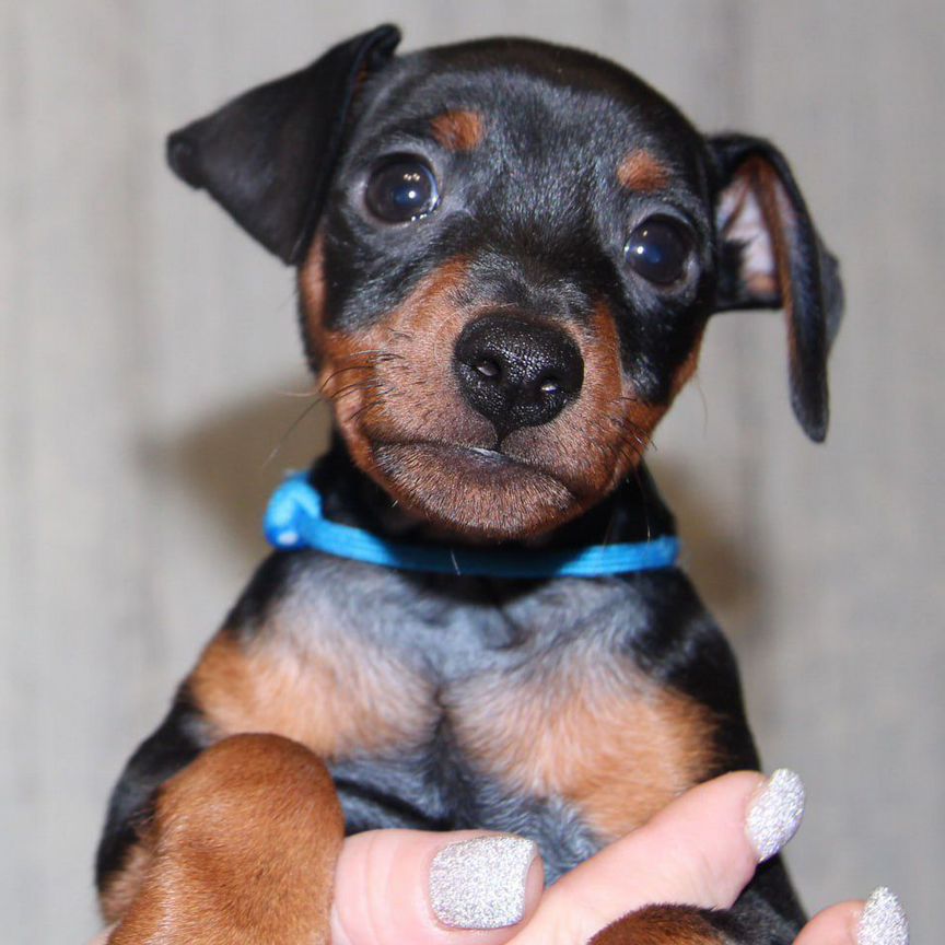 Цвергпинчер, щенок