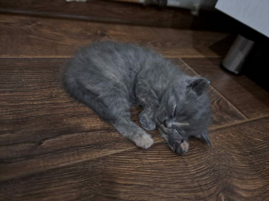 Шотладский котенок