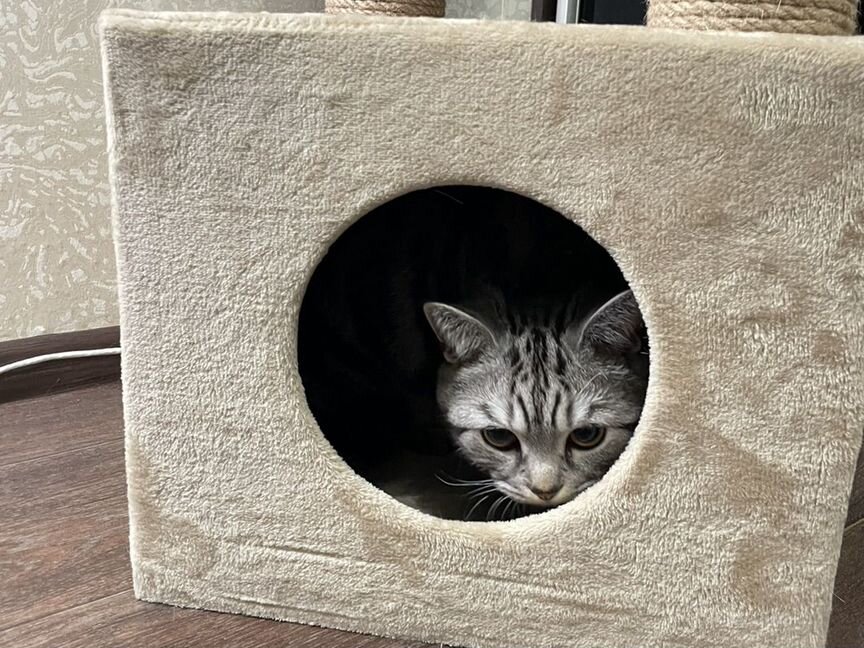 Когтеточка с домиком бу