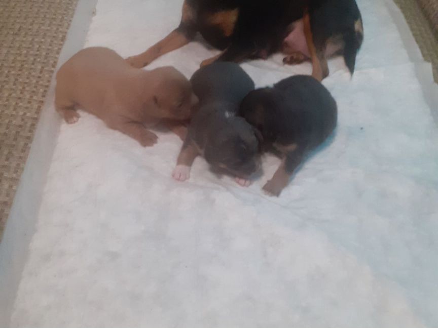 Мини той-терьер