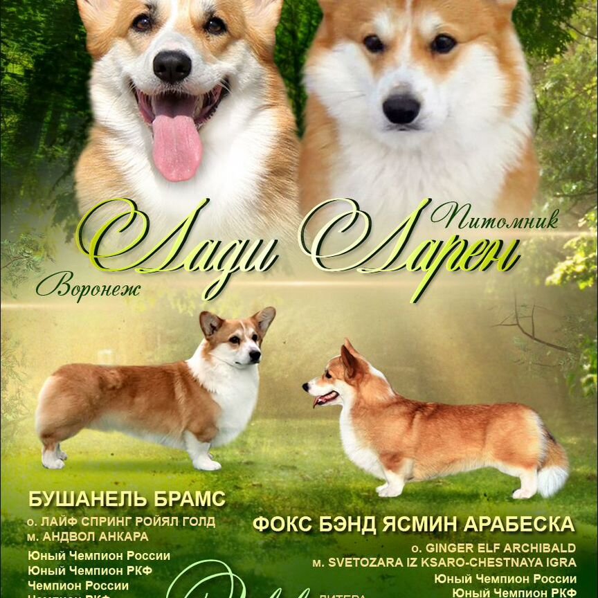 Щенки вельш-корги пемброк