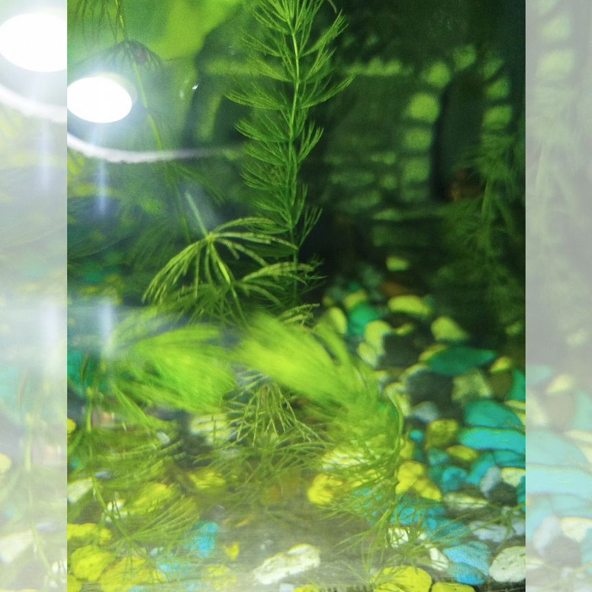 Водоросли для аквариума