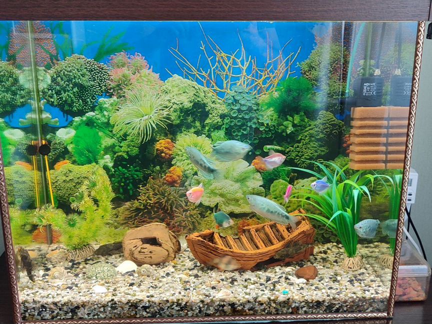 Аквариум с рыбками