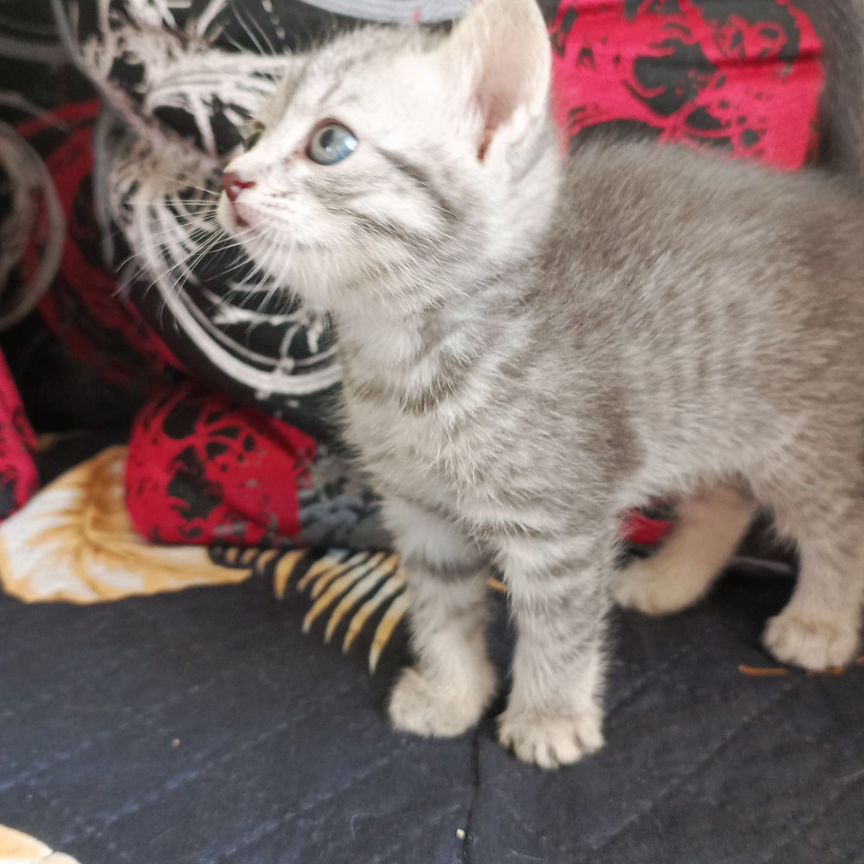 Европейский короткошёрстный котёнок
