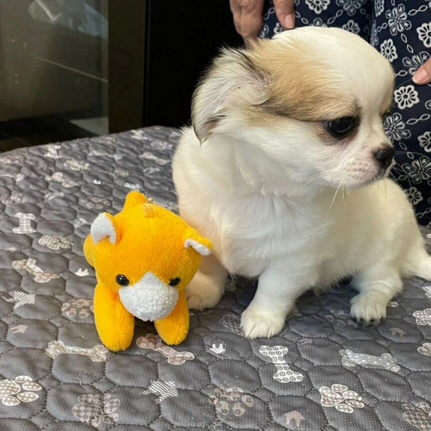 Щенки чихуахуа длинношерстные