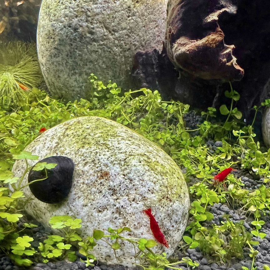 Креветки Красный Огонь Neocaridina Red Fire