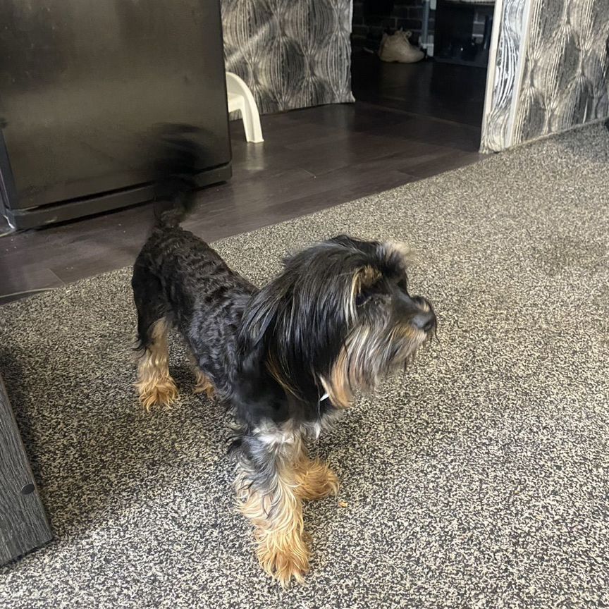 Йоркширский терьер щенки