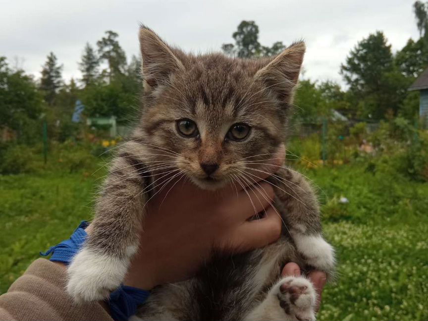 Котик