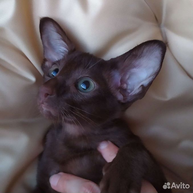 Ориентальная шоколадная девочка гавана