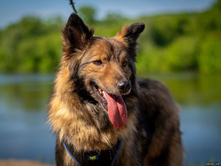 Коротколапый дружелюбный Филипп в добрые руки