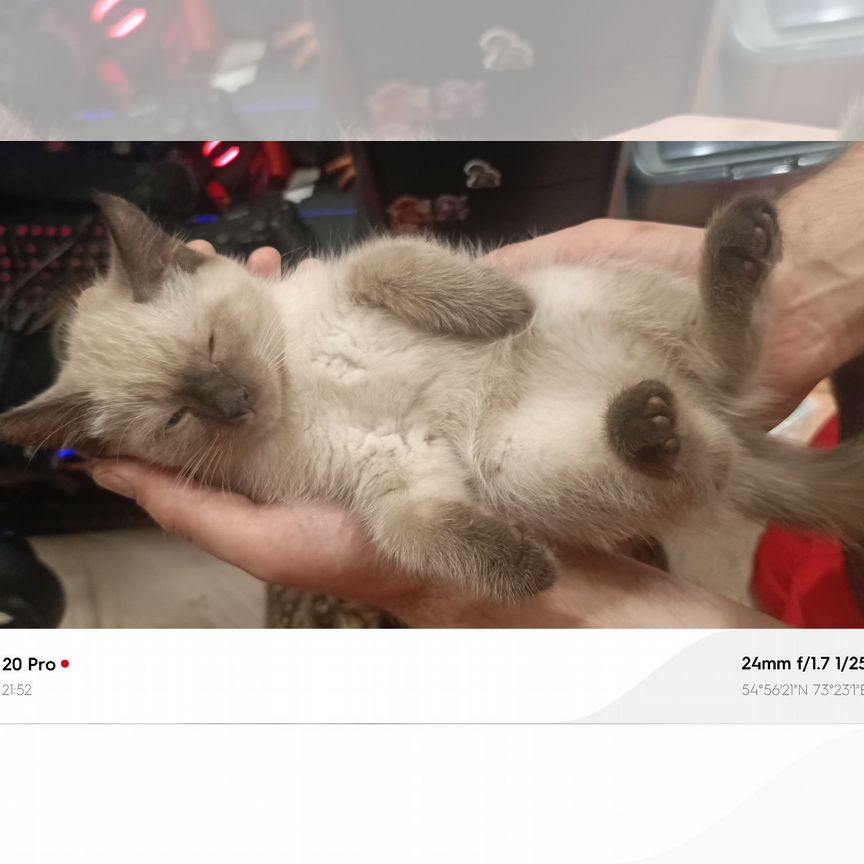 Сиамский котёнок