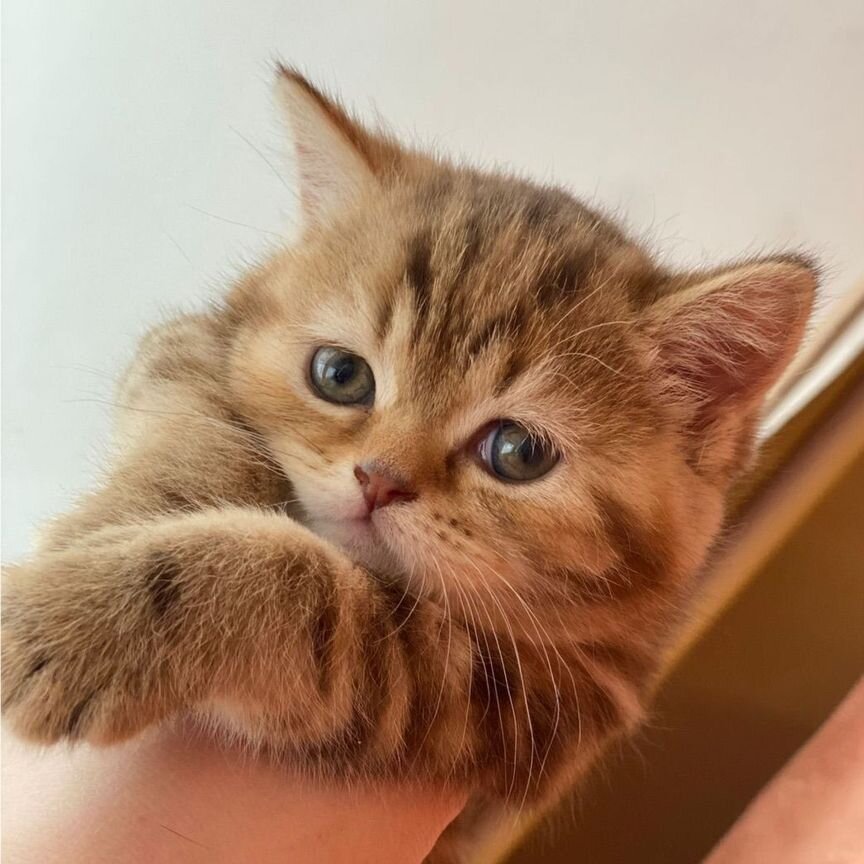 Котенок девочка шотландская