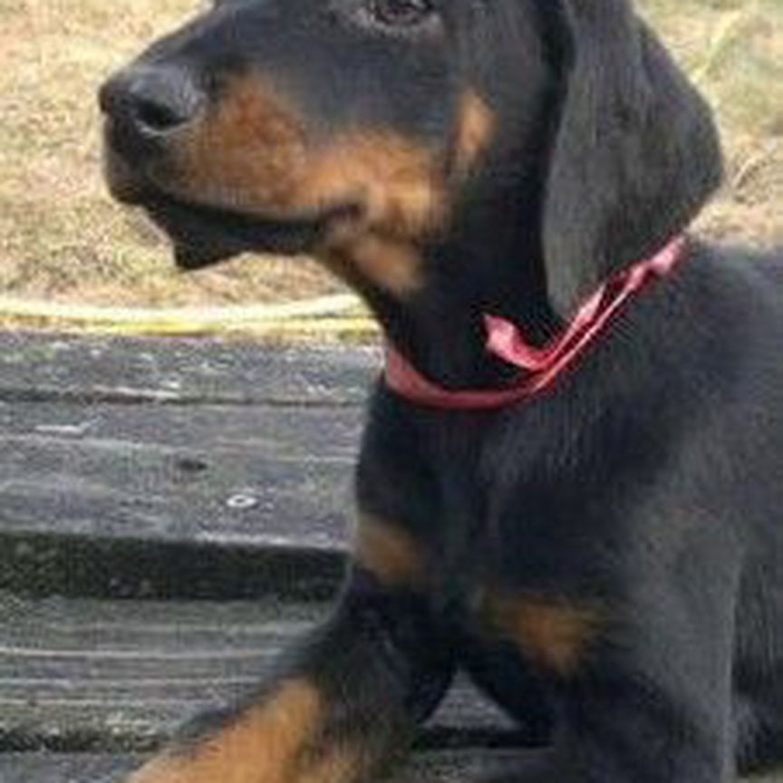 Щенок добермана