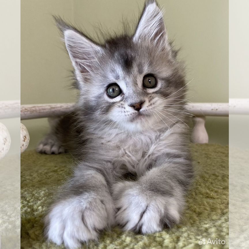 Котенок полидакт (мальчик)