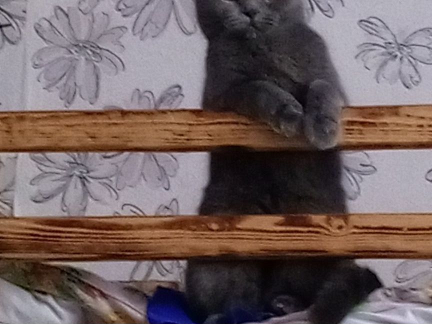 Шотландская вислоухая