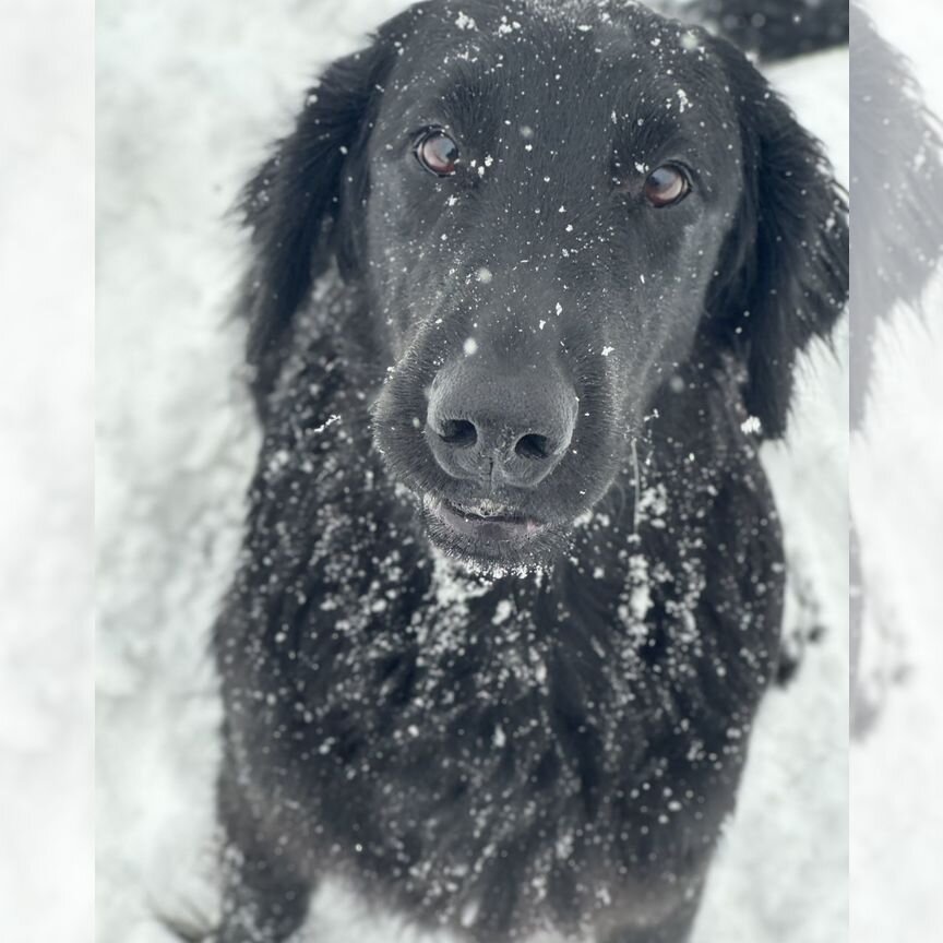Прямошерстный ретривер, щенок