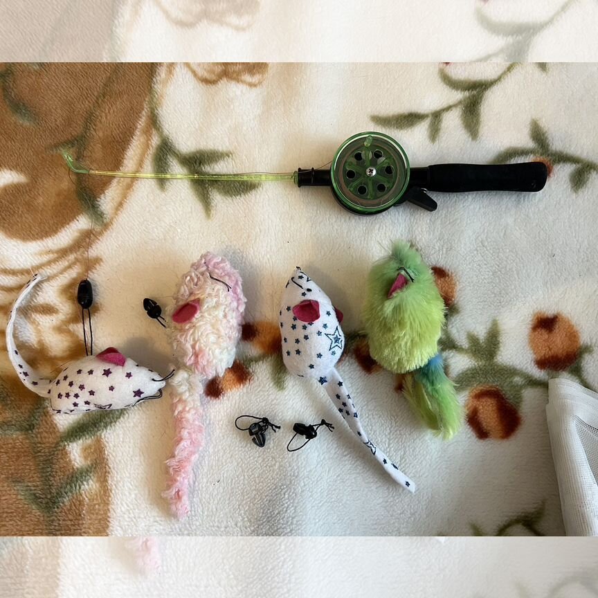 Кошачья удочка