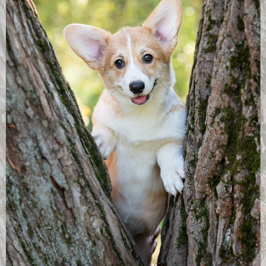 Щенки вельш-корги пемброк