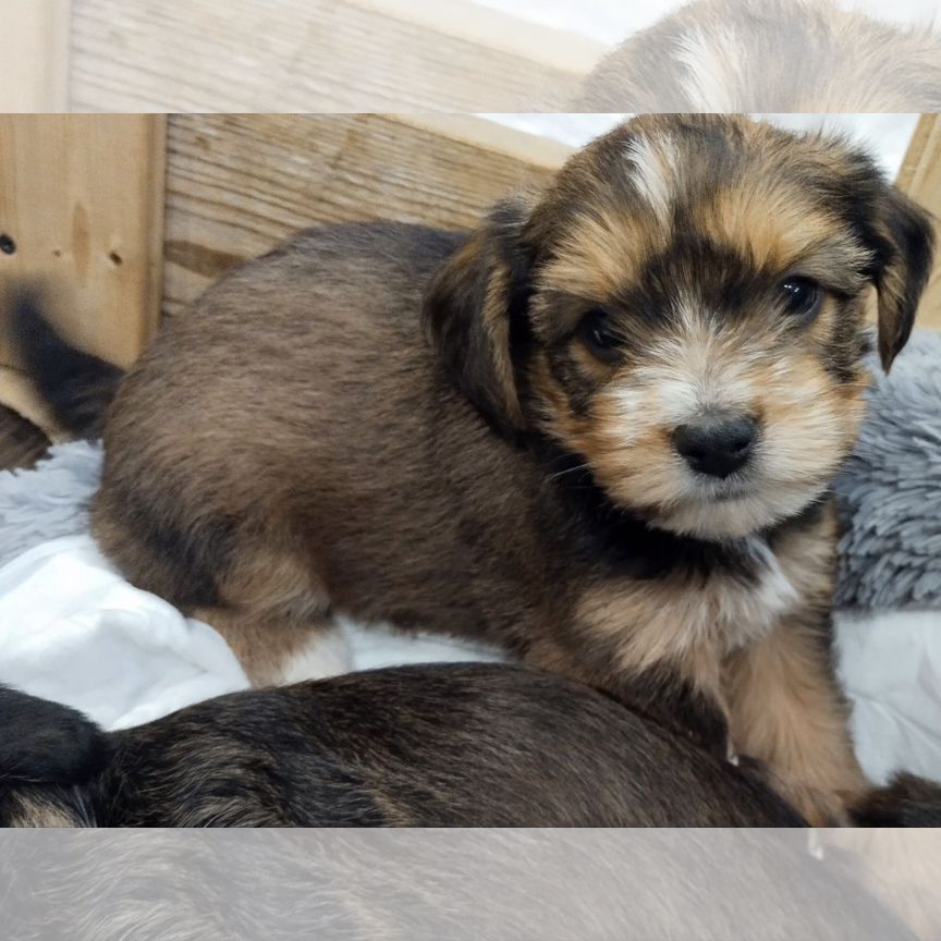 Йоркширский терьер, щенок