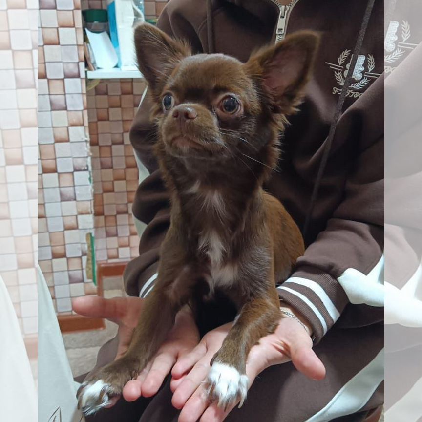 Чихуахуа, щенок