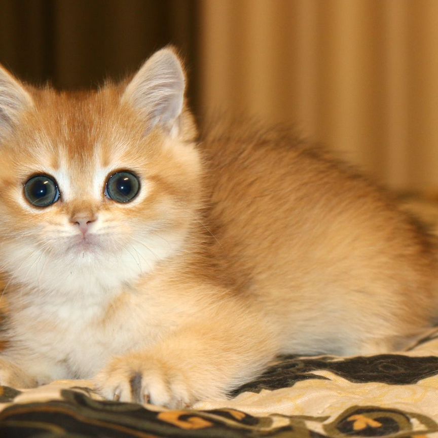 Котята золотые британские шиншиллы