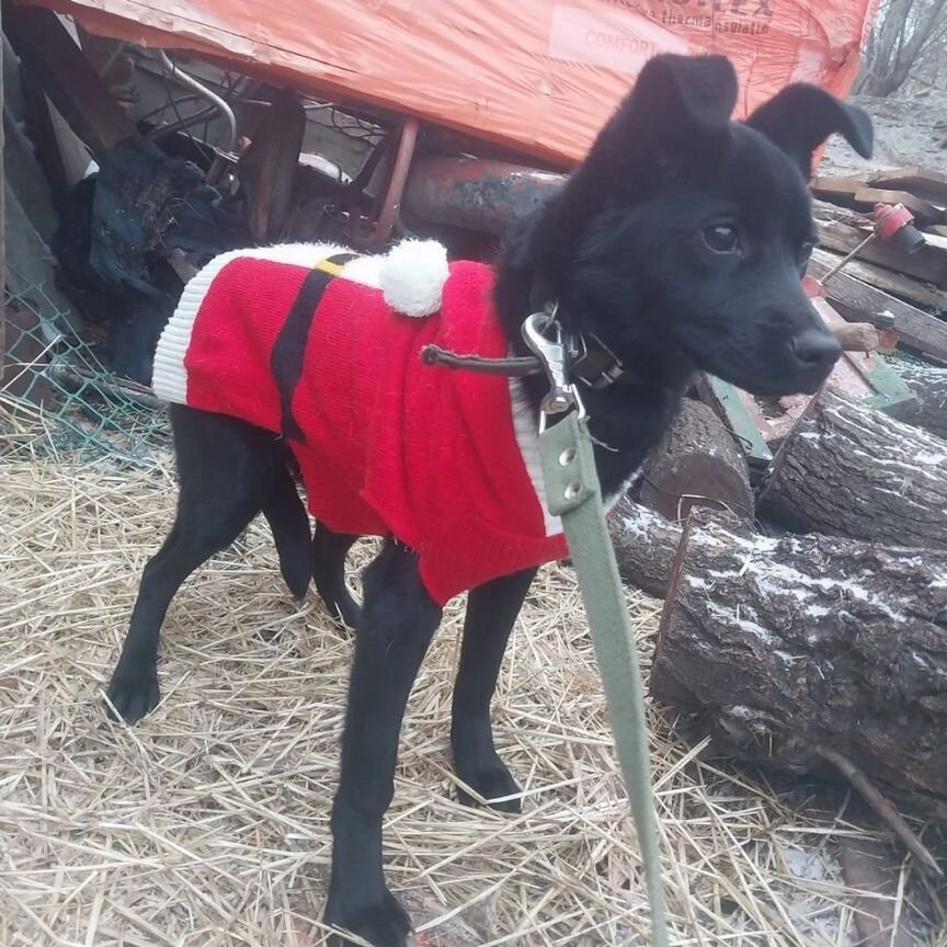 Щенок ищет дом