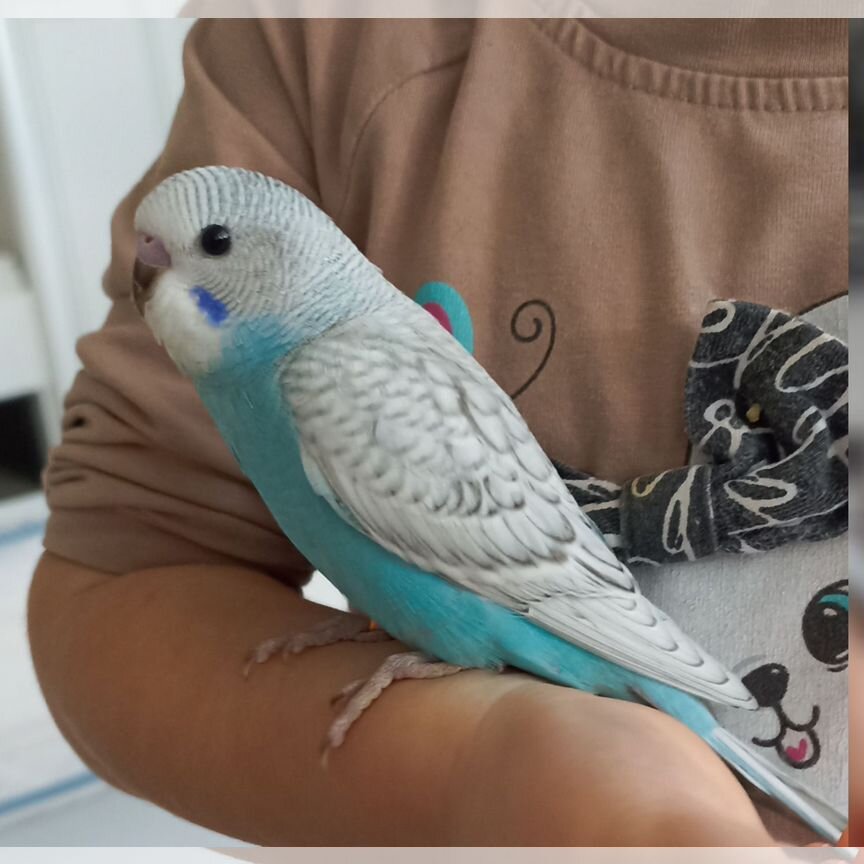 Попугайчики волнистые