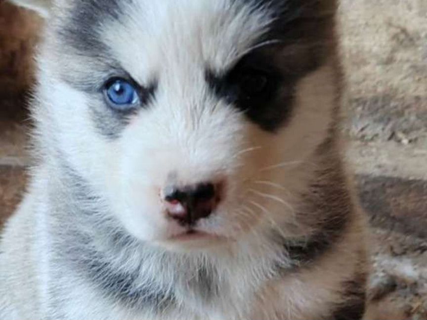 Щенки сибирской хаски мальчик