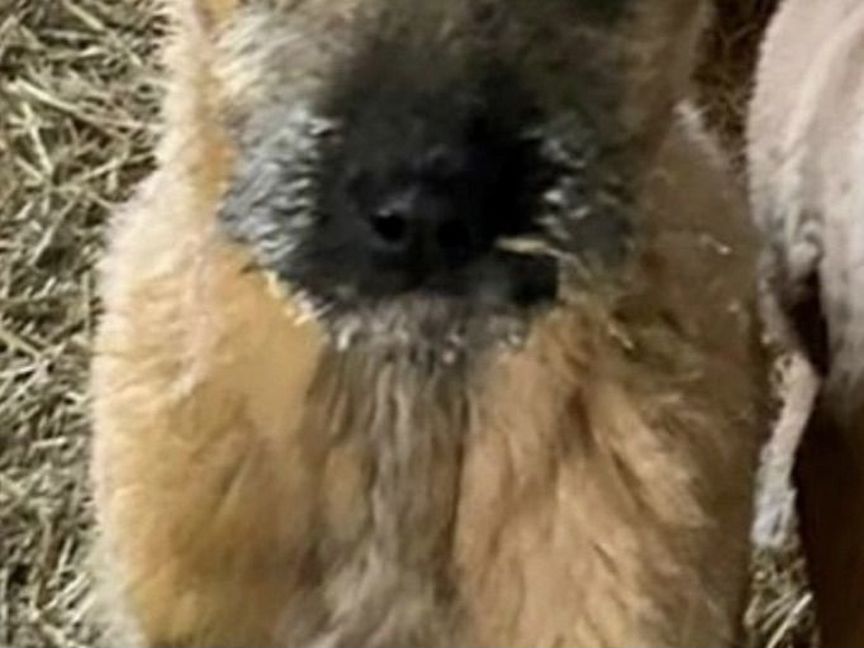 Щенки в добрые руки даром