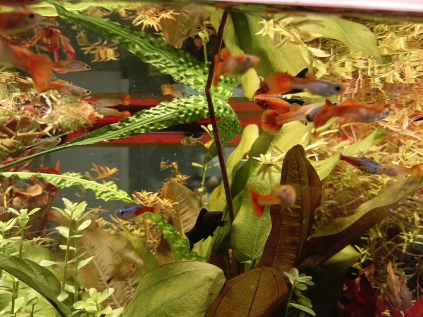 Гуппи самцы и самки