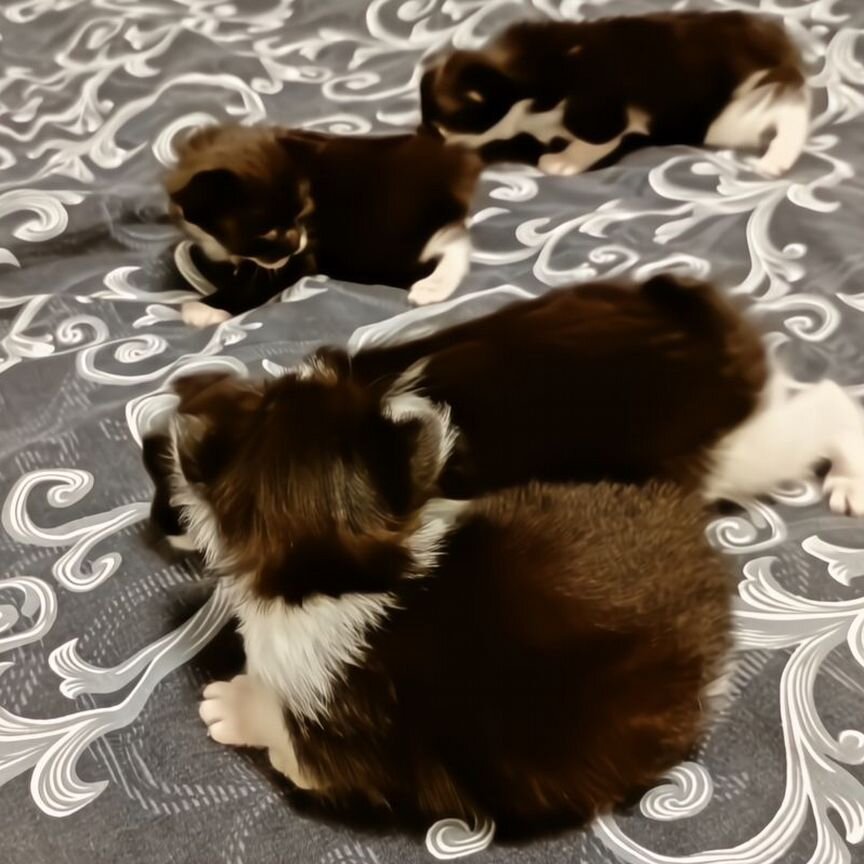 Курильский бобтейл короткошёрстный котёнок