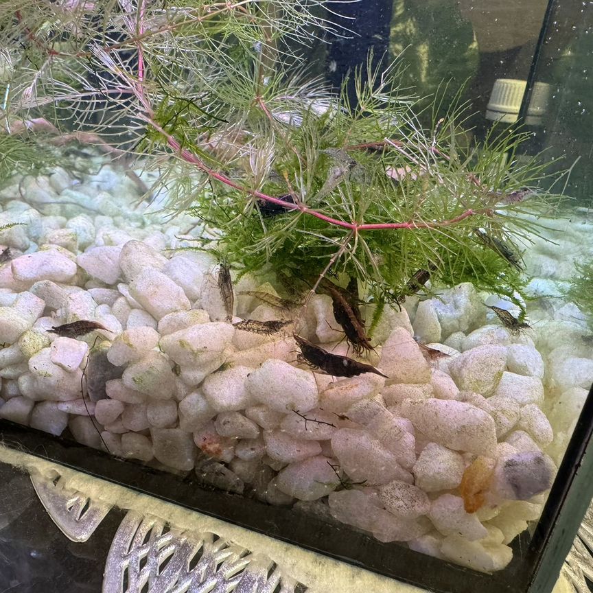 Аквариумные креветки