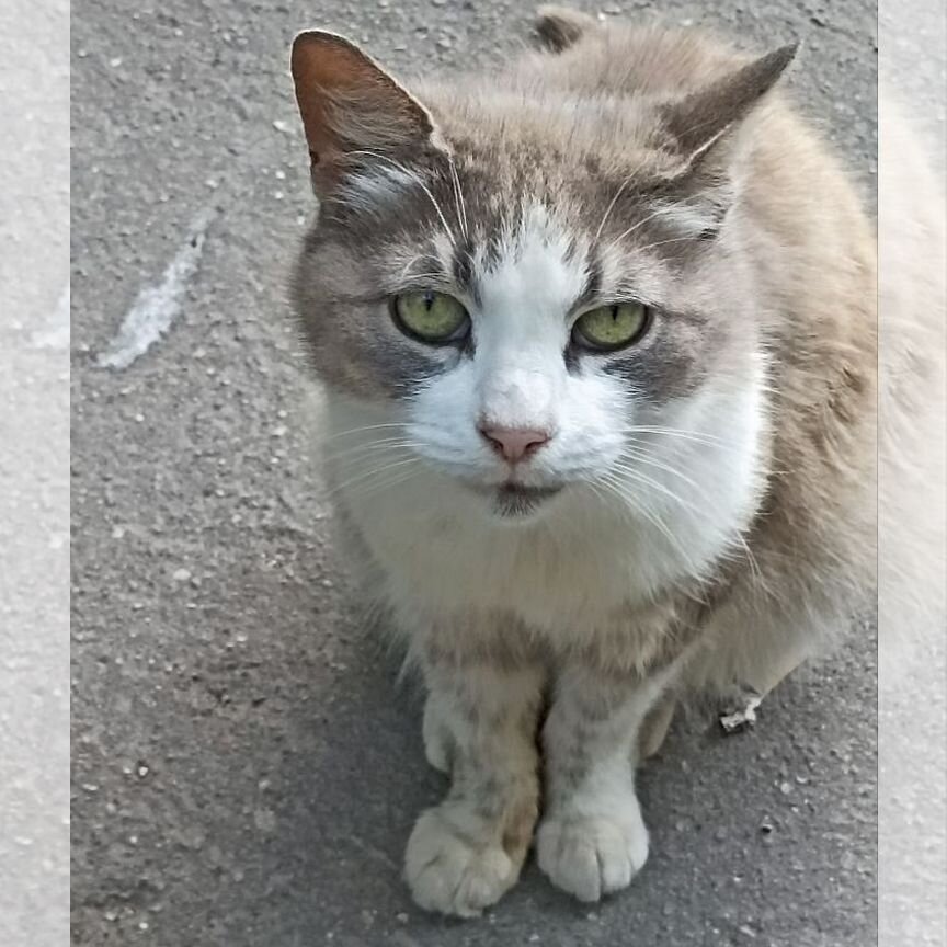Кошка Маша на передержку или в добрые руки
