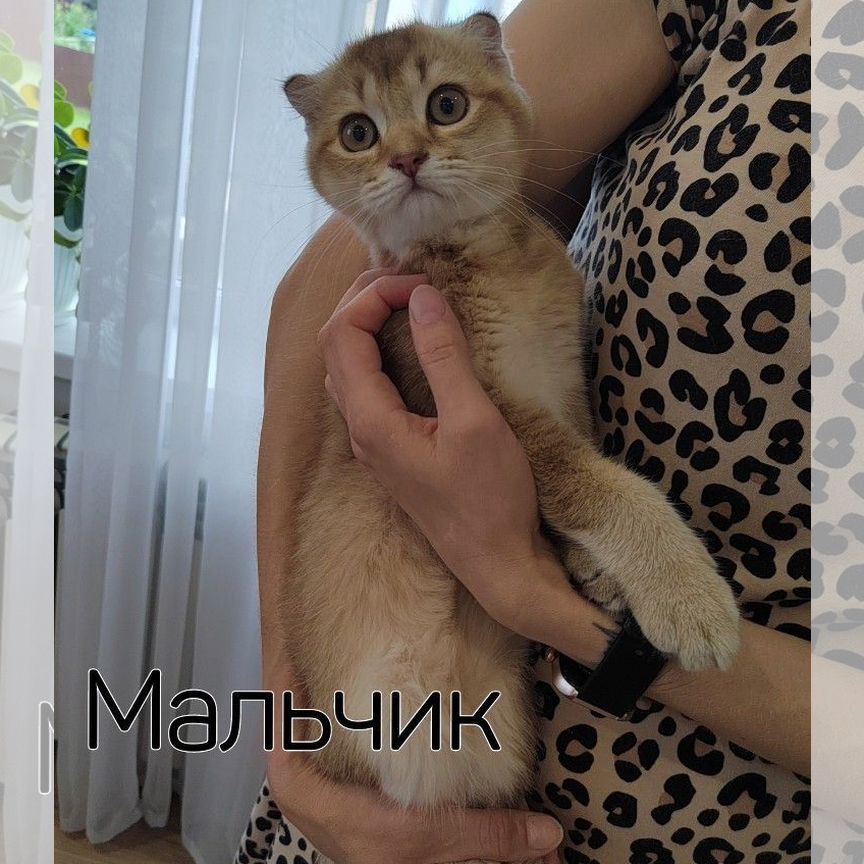 Шотландская золотая шиншилла