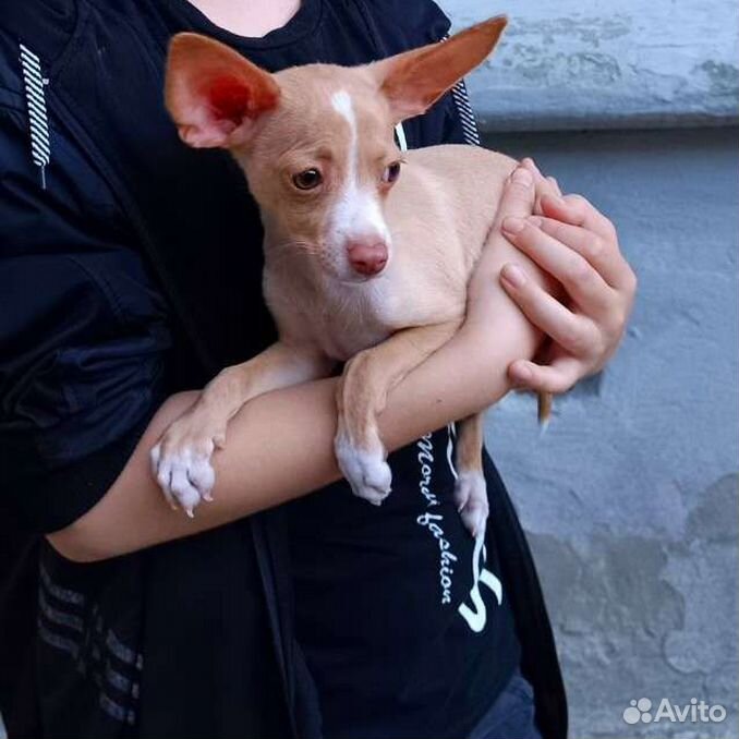 Щенок русский тойчик