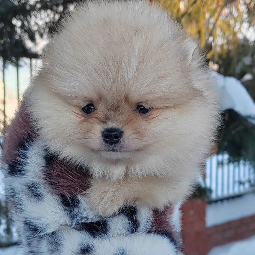 Померанский шпиц, щенок