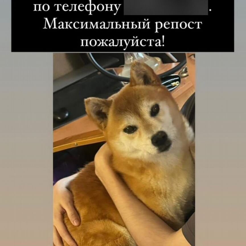 Потерялась сиба