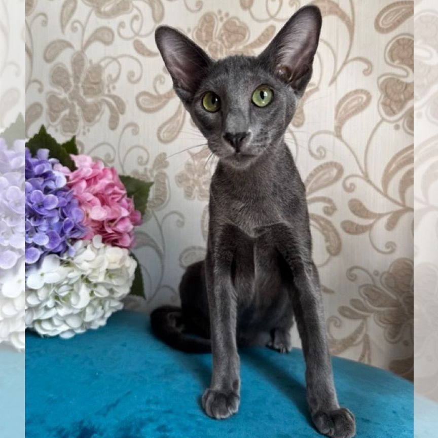 Ориентальные котята
