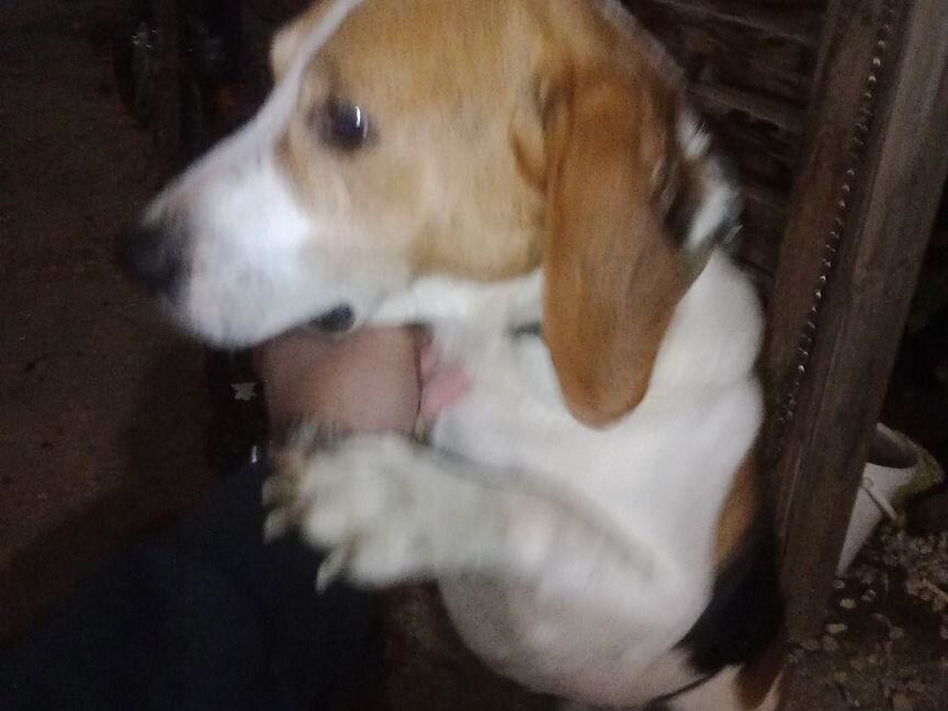 Эстонская гончая