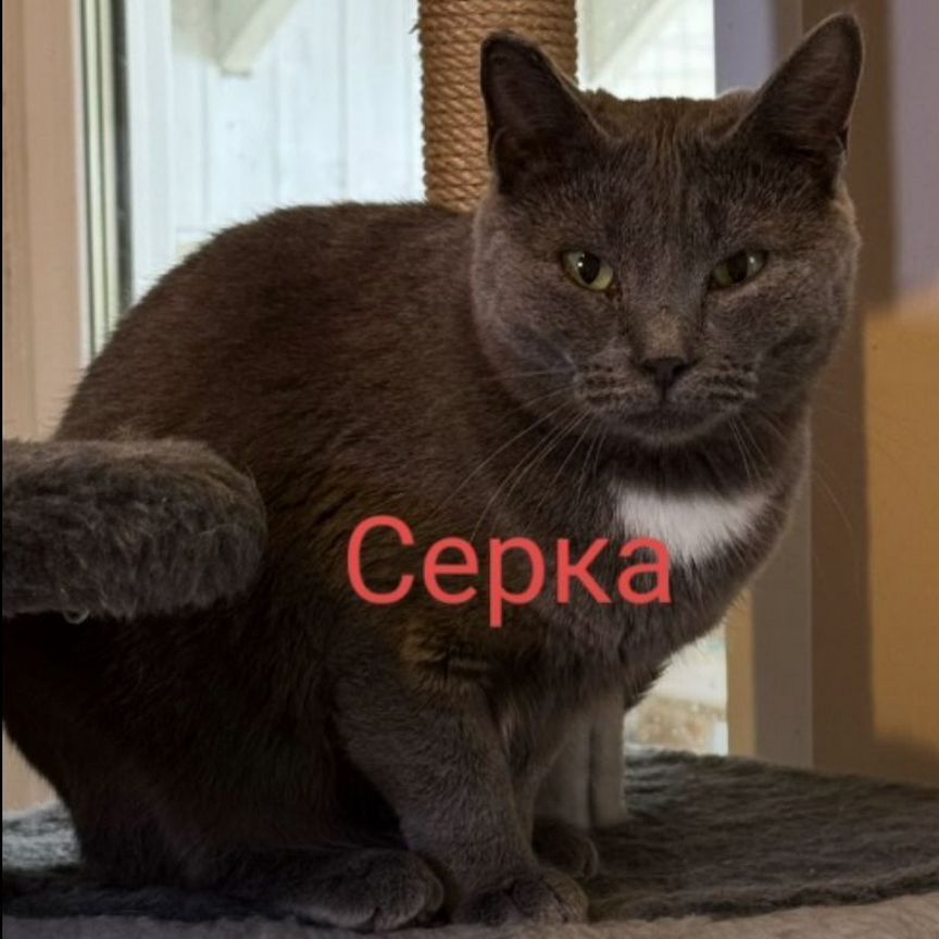 Взрослая, Девочка кошка в добрые руки