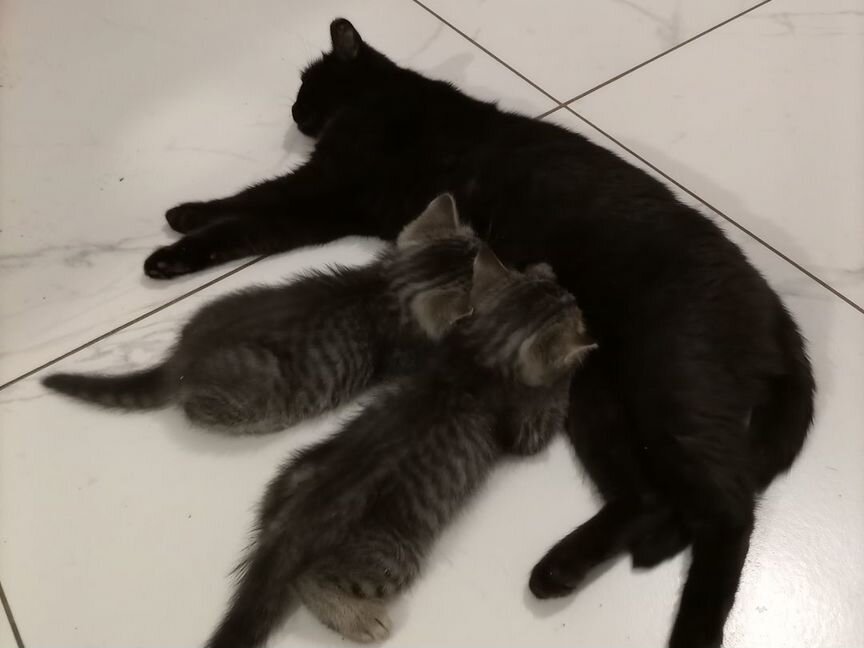 Котята в хорошие руки продам, мальчики