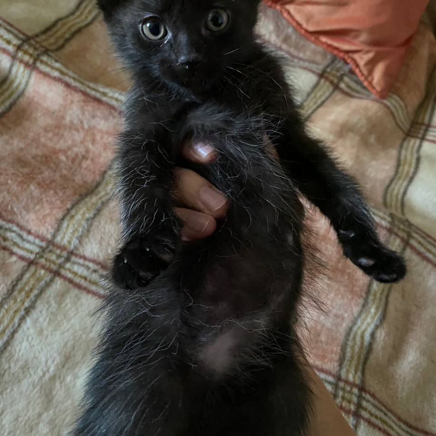 Котенок (котята, кот)