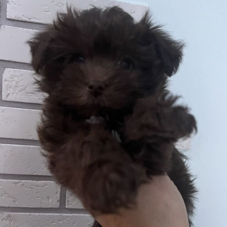 Мальтипу, щенок