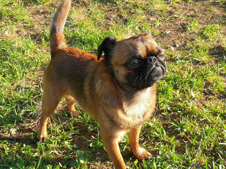 Пти брабансон мини вязка