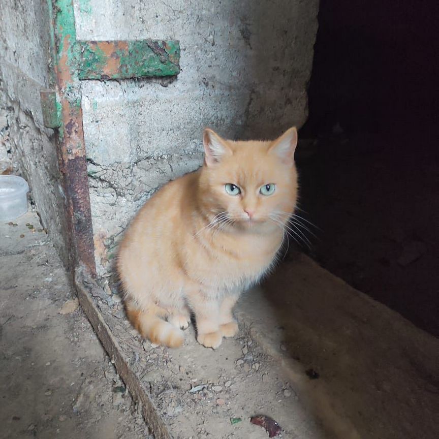 Интересная девочка в поисках дома